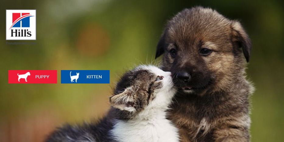 Bringing A New Kitten Home | Hill's Transforming Lives