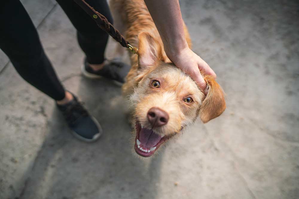 Science Plan Perfect Weight| Hill's Transforming Lives