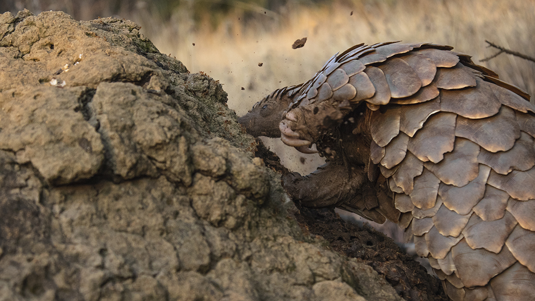 Keeping Track of Pangolins | News | Hill's Transforming Lives